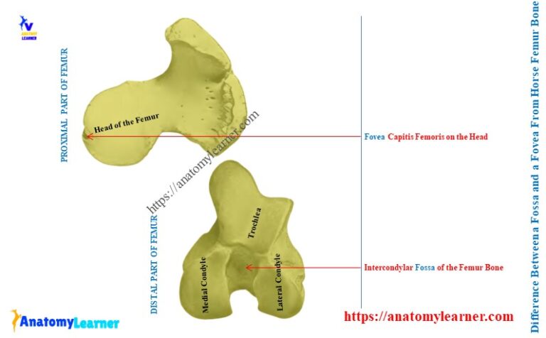 What is the Difference Between a Fossa and a Fovea? » AnatomyLearner ...
