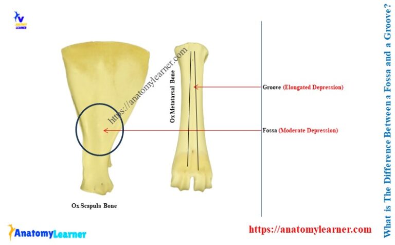 What is the Difference Between a Fossa and a Groove? » AnatomyLearner ...