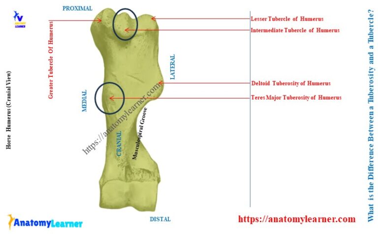 What is the Difference Between a Tuberosity and a Tubercle ...