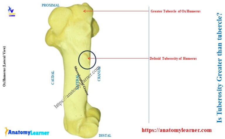 What is the Difference Between a Tuberosity and a Tubercle ...