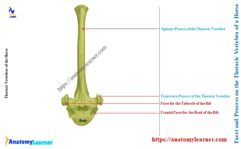 What is the Difference Between a Facet and a Process? » AnatomyLearner ...