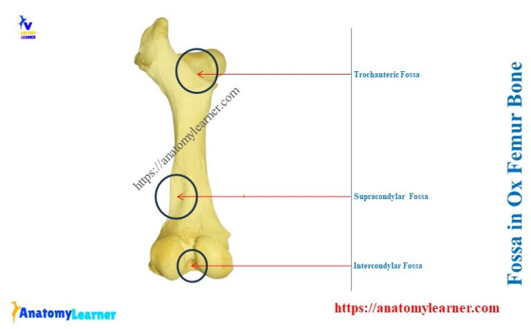 What is the Difference Between a Fossa and a Groove? » AnatomyLearner ...