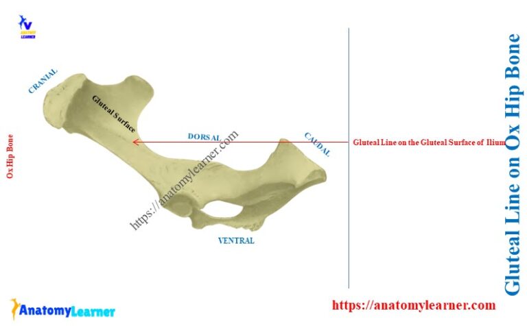 What is a Line in Bone Anatomy? » AnatomyLearner >> Veterinary Anatomy ...