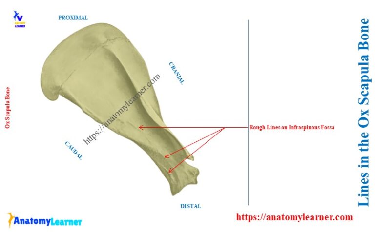 What is a Line in Bone Anatomy? » AnatomyLearner >> Veterinary Anatomy ...