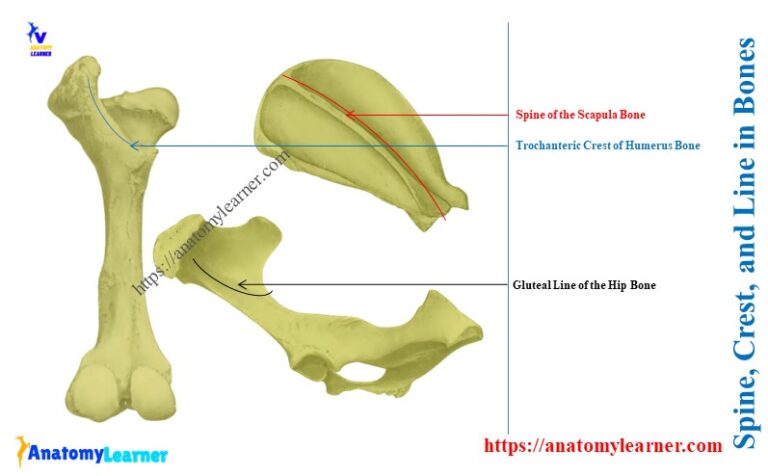 What is the Spine of a Bone in Anatomy? » AnatomyLearner >> Veterinary ...
