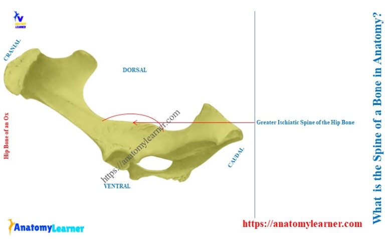 What is the Spine of a Bone in Anatomy? » AnatomyLearner >> Veterinary ...