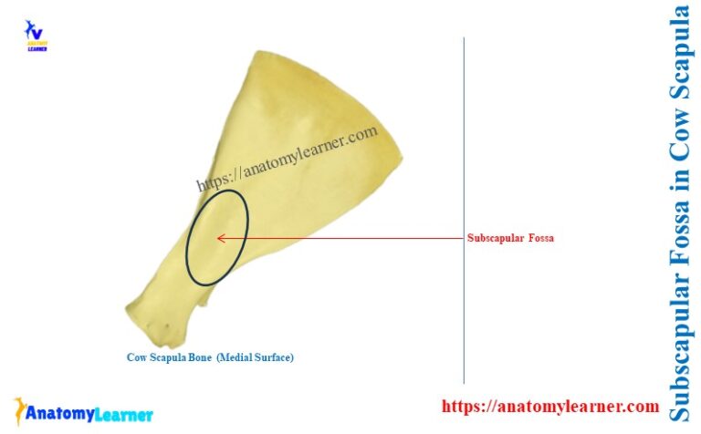 What is the Difference Between a Fossa and a Groove? » AnatomyLearner ...