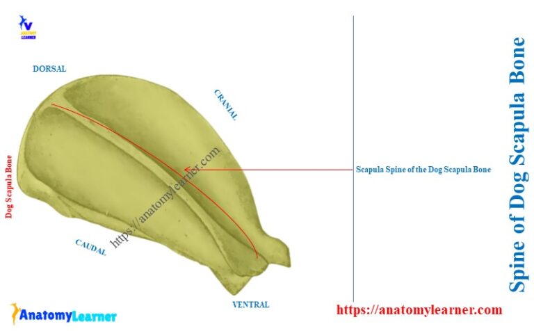 What is the Spine of a Bone in Anatomy? » AnatomyLearner >> Veterinary ...