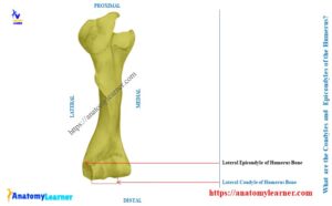 What is the Difference Between a Condyle and an Epicondyle ...