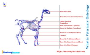 What is Veterinary Osteology? » AnatomyLearner >> Veterinary Anatomy ...