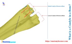 What is the Difference Between a Condyle and an Epicondyle ...