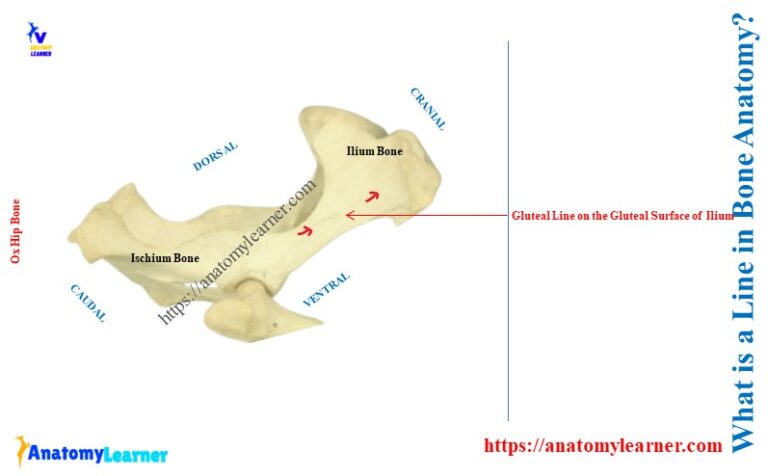 What is a Line in Bone Anatomy? » AnatomyLearner >> Veterinary Anatomy ...