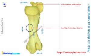 What is the Difference Between a Tuberosity and a Tubercle ...