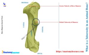 What is the Difference Between a Tuberosity and a Tubercle ...