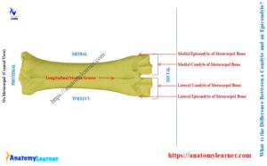 What is the Difference Between a Condyle and an Epicondyle ...