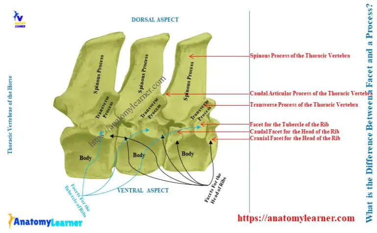 What is the Difference Between a Facet and a Process? » AnatomyLearner ...