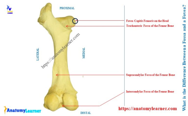 What is the Difference Between a Fossa and a Fovea? » AnatomyLearner ...