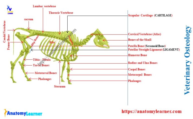 What is Veterinary Osteology? » AnatomyLearner >> Veterinary Anatomy ...