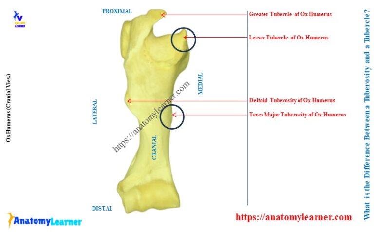 What is the Difference Between a Tuberosity and a Tubercle ...