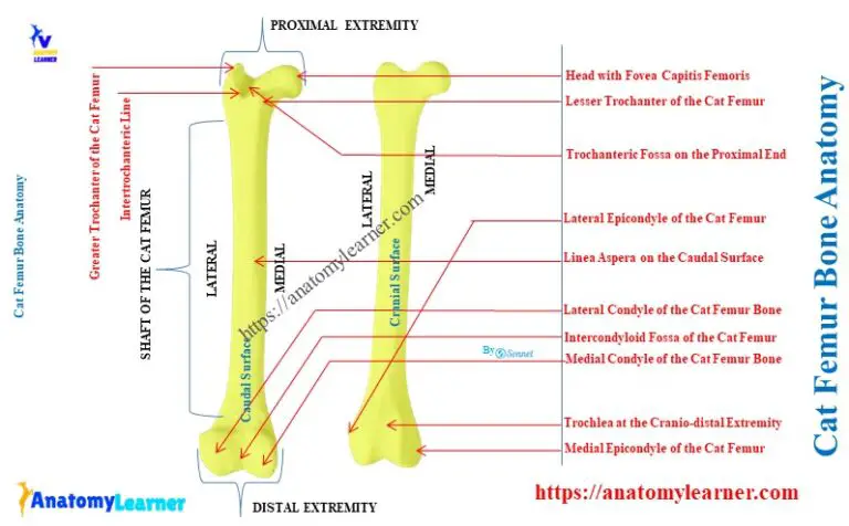 Cat Femur Bone » AnatomyLearner >> Veterinary Anatomy Study Guide For ...