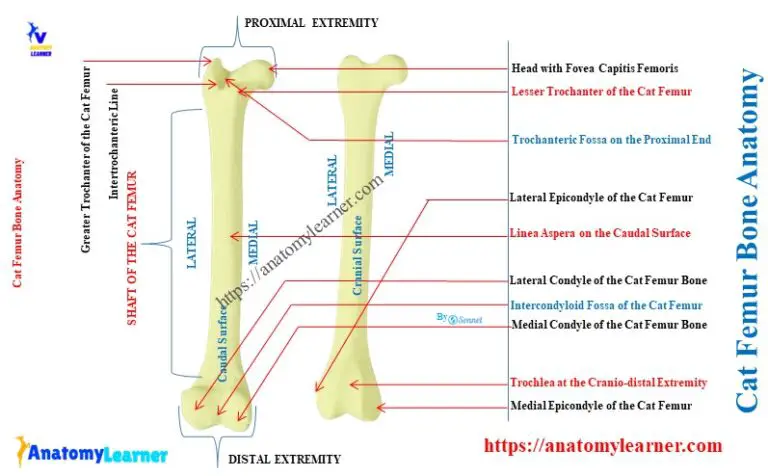Cat Femur Bone » AnatomyLearner >> Veterinary Anatomy Study Guide For Vet's Students