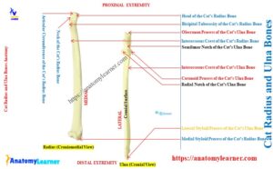 Cat Radius and Ulna Bones » AnatomyLearner >> Veterinary Anatomy Study ...