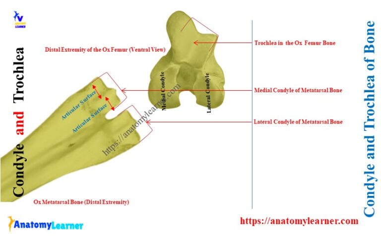 What are the Types of Articular Surfaces in the Animal Bone ...