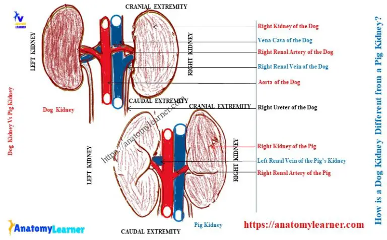 How is a Dog Kidney Different From a Pig Kidney? » AnatomyLearner >> Veterinary Anatomy Study ...