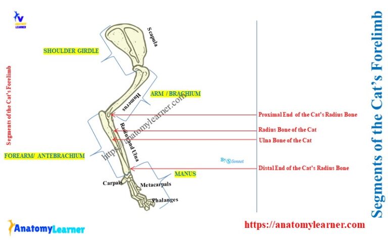 Cat Radius and Ulna Bones » AnatomyLearner >> Veterinary Anatomy Study ...