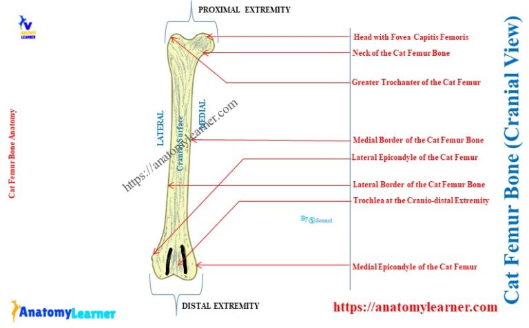 Cat Femur Bone » AnatomyLearner >> Veterinary Anatomy Study Guide For ...