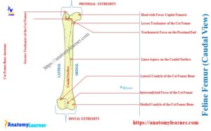 Cat Femur Bone » AnatomyLearner >> Veterinary Anatomy Study Guide For ...