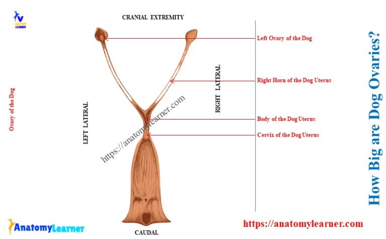How Big are Dog Ovaries? » AnatomyLearner >> Veterinary Anatomy Study ...