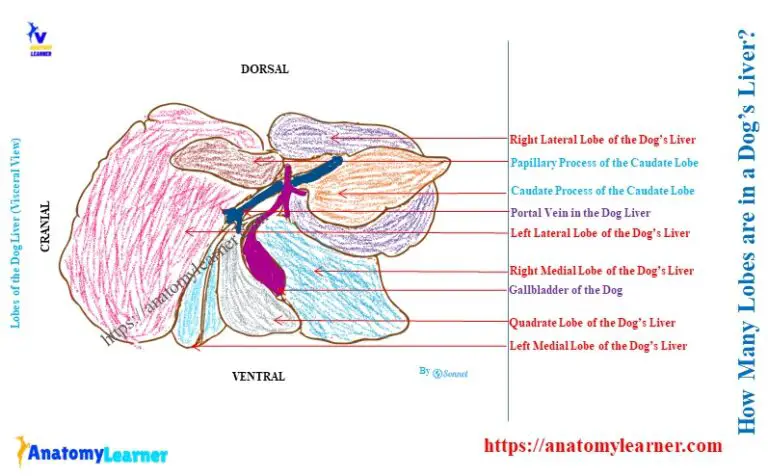 Where is the Liver in a Dog? » AnatomyLearner >> Veterinary Anatomy ...