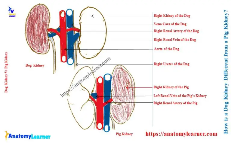 How is a Dog Kidney Different From a Pig Kidney? » AnatomyLearner ...