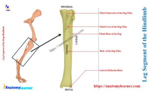 What are the Regions of the Hindlimb of a Dog? ‌ » AnatomyLearner ...