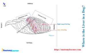 Where is the Liver in a Dog? » AnatomyLearner >> Veterinary Anatomy ...