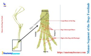 What are the Segments of the Forelimb in Dogs? » AnatomyLearner ...