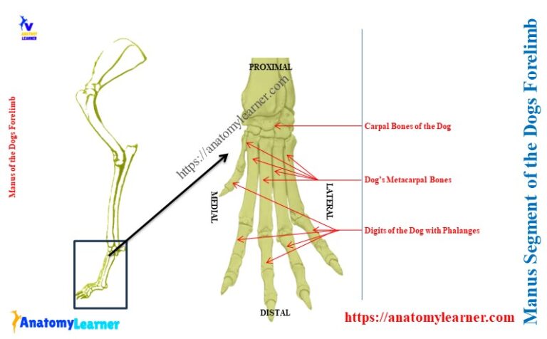 What are the Segments of the Forelimb in Dogs? » AnatomyLearner ...