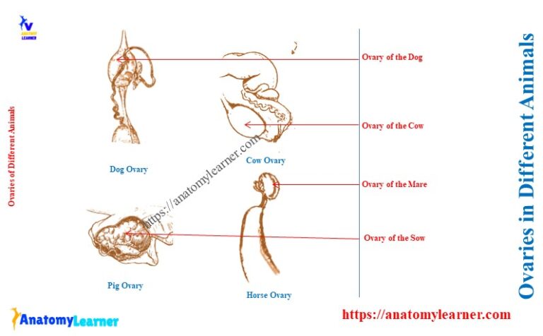 How Big are Dog Ovaries? » AnatomyLearner >> Veterinary Anatomy Study ...