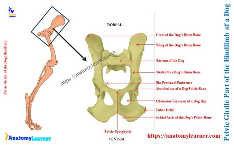 What are the Regions of the Hindlimb of a Dog? ‌ » AnatomyLearner ...