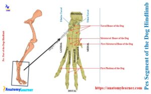 What are the Regions of the Hindlimb of a Dog? ‌ » AnatomyLearner ...