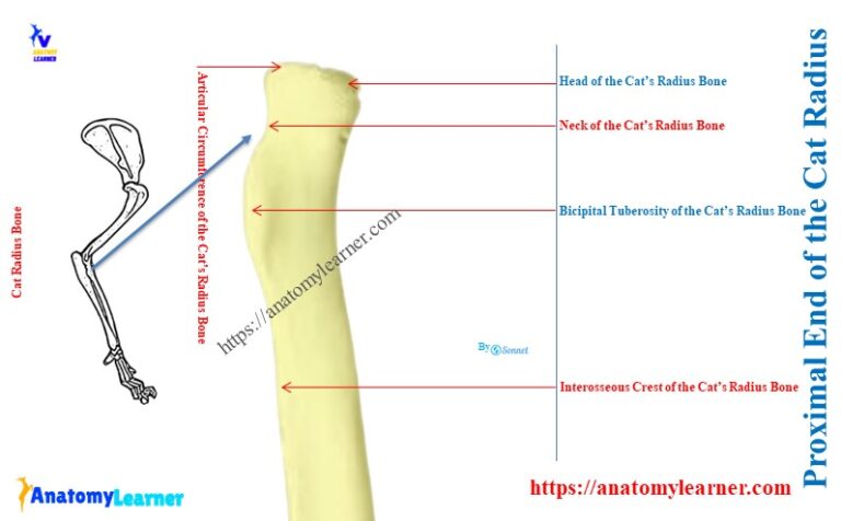Cat Radius and Ulna Bones » AnatomyLearner >> Veterinary Anatomy Study ...