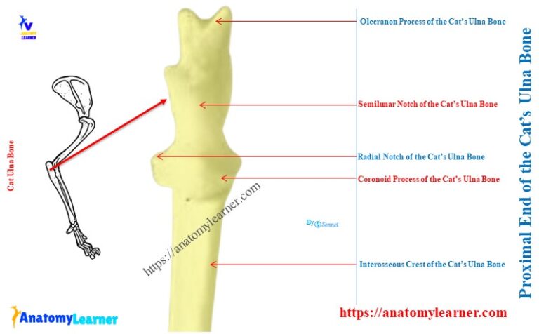 Cat Radius and Ulna Bones » AnatomyLearner >> Veterinary Anatomy Study ...