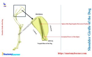 What are the Segments of the Forelimb in Dogs? » AnatomyLearner ...