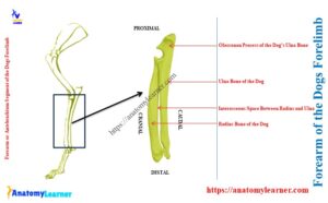 What are the Segments of the Forelimb in Dogs? » AnatomyLearner ...