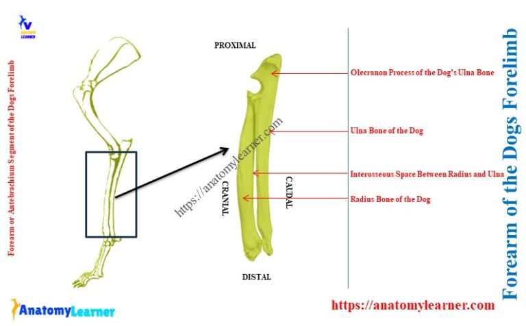 What are the Segments of the Forelimb in Dogs? » AnatomyLearner ...