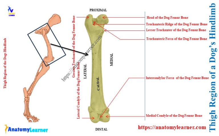 What are the Regions of the Hindlimb of a Dog? ‌ » AnatomyLearner ...