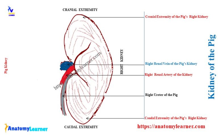 How is a Dog Kidney Different From a Pig Kidney? » AnatomyLearner ...