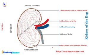 How is a Dog Kidney Different From a Pig Kidney? » AnatomyLearner ...