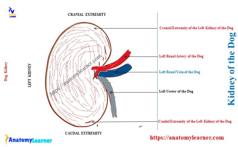 How is a Dog Kidney Different From a Pig Kidney? » AnatomyLearner >> Veterinary Anatomy Study ...